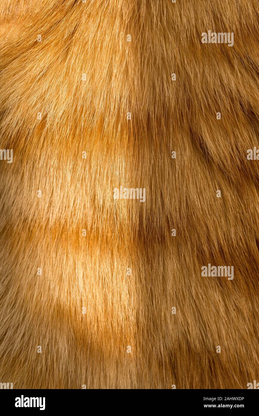 Close up image of the fur of a young orange tabby / ginger cat / kitten ...