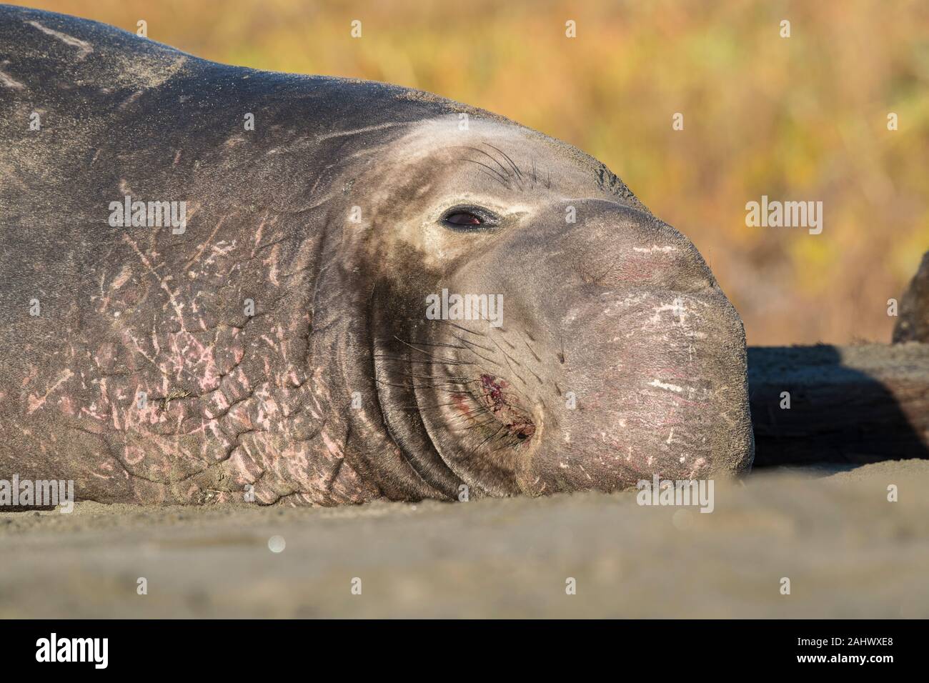 Bull Elephant Seal, Point Reyes, California Stock Photo - Alamy