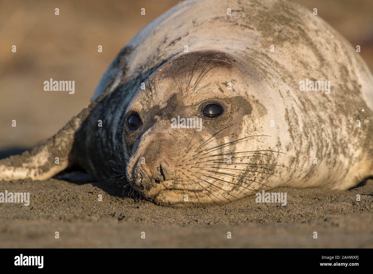 Female elephant seal, Point Reyes, California Stock Photo - Alamy