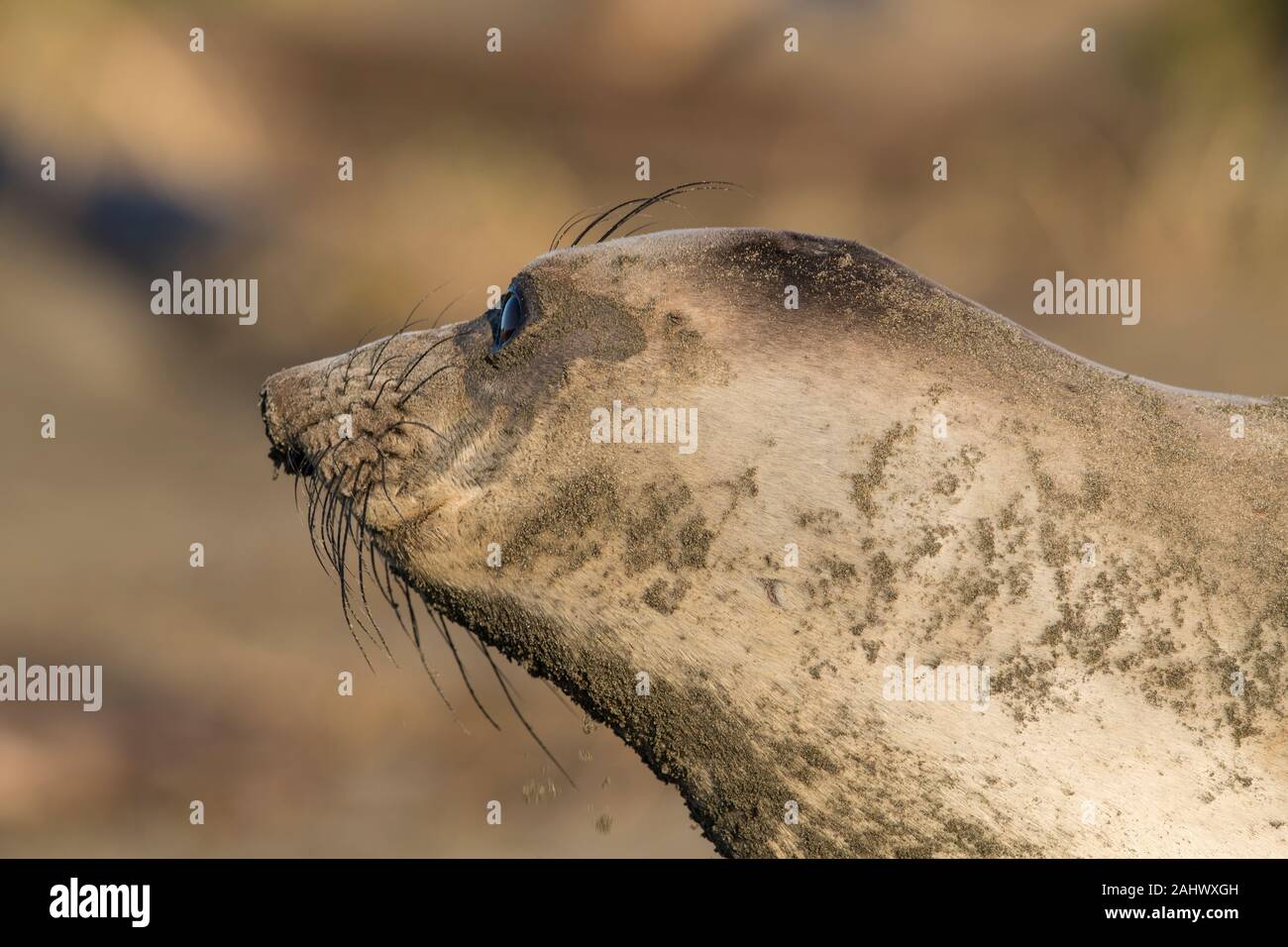 Female elephant seal, Point Reyes, California Stock Photo - Alamy