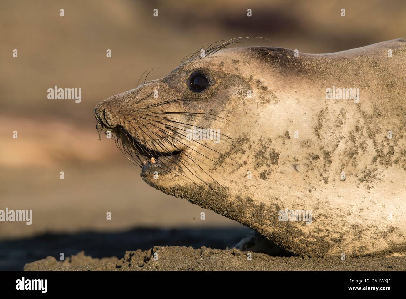 Female elephant seal, Point Reyes, California Stock Photo - Alamy