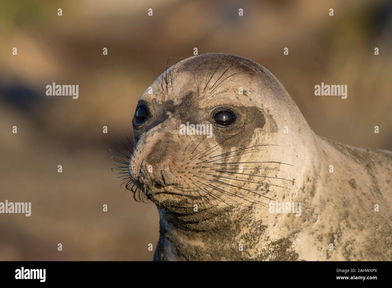 Female elephant seal, Point Reyes, California Stock Photo - Alamy