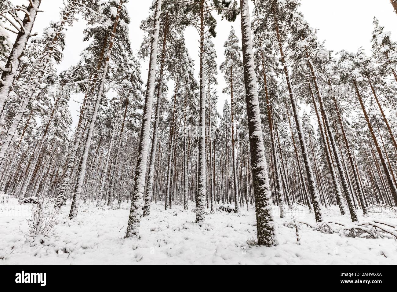 Snow covered Scandinavian pinewood forest with snowy forest floor and ...