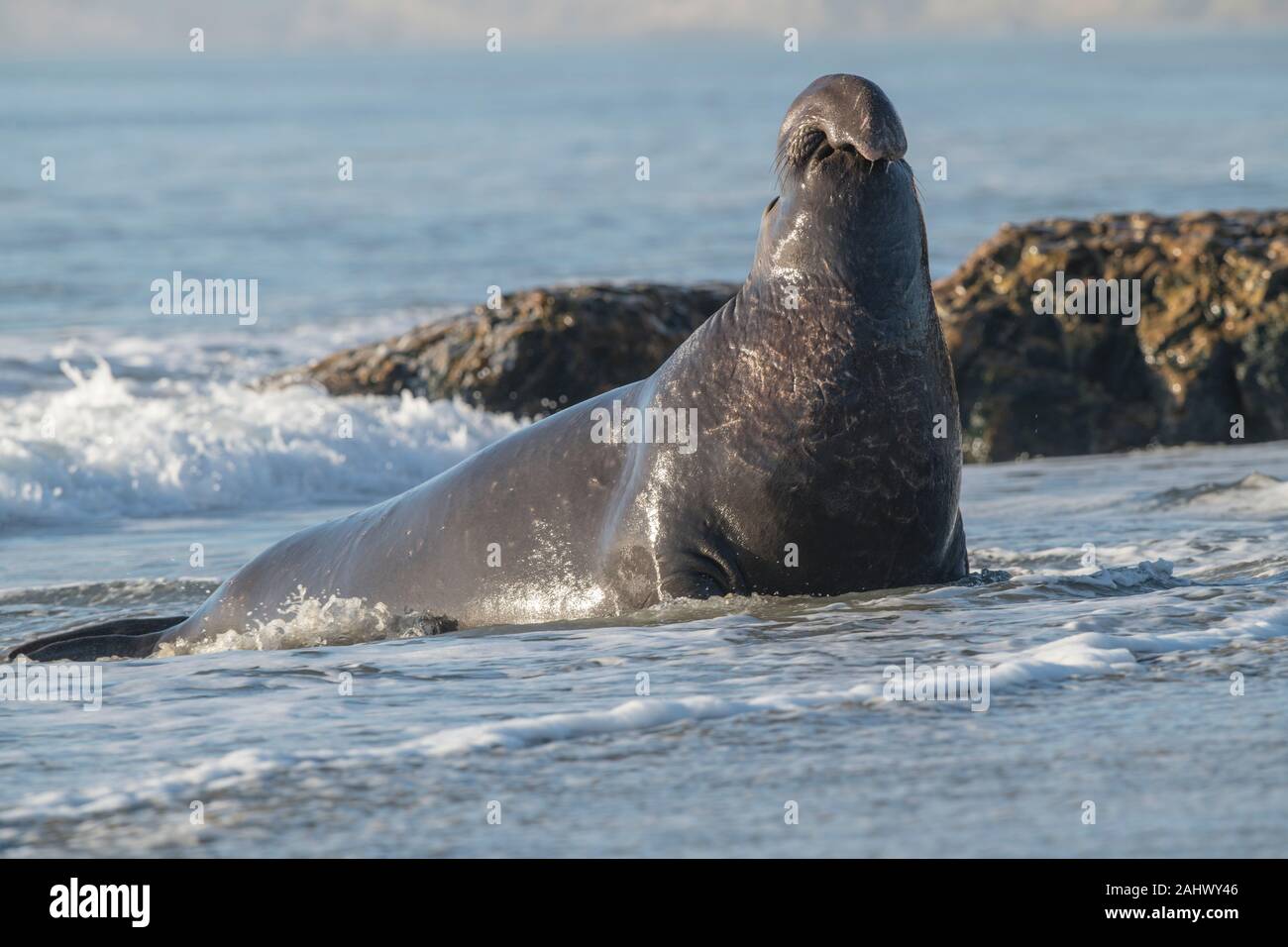 Bull northern elephant seal in ocean hi-res stock photography and ...