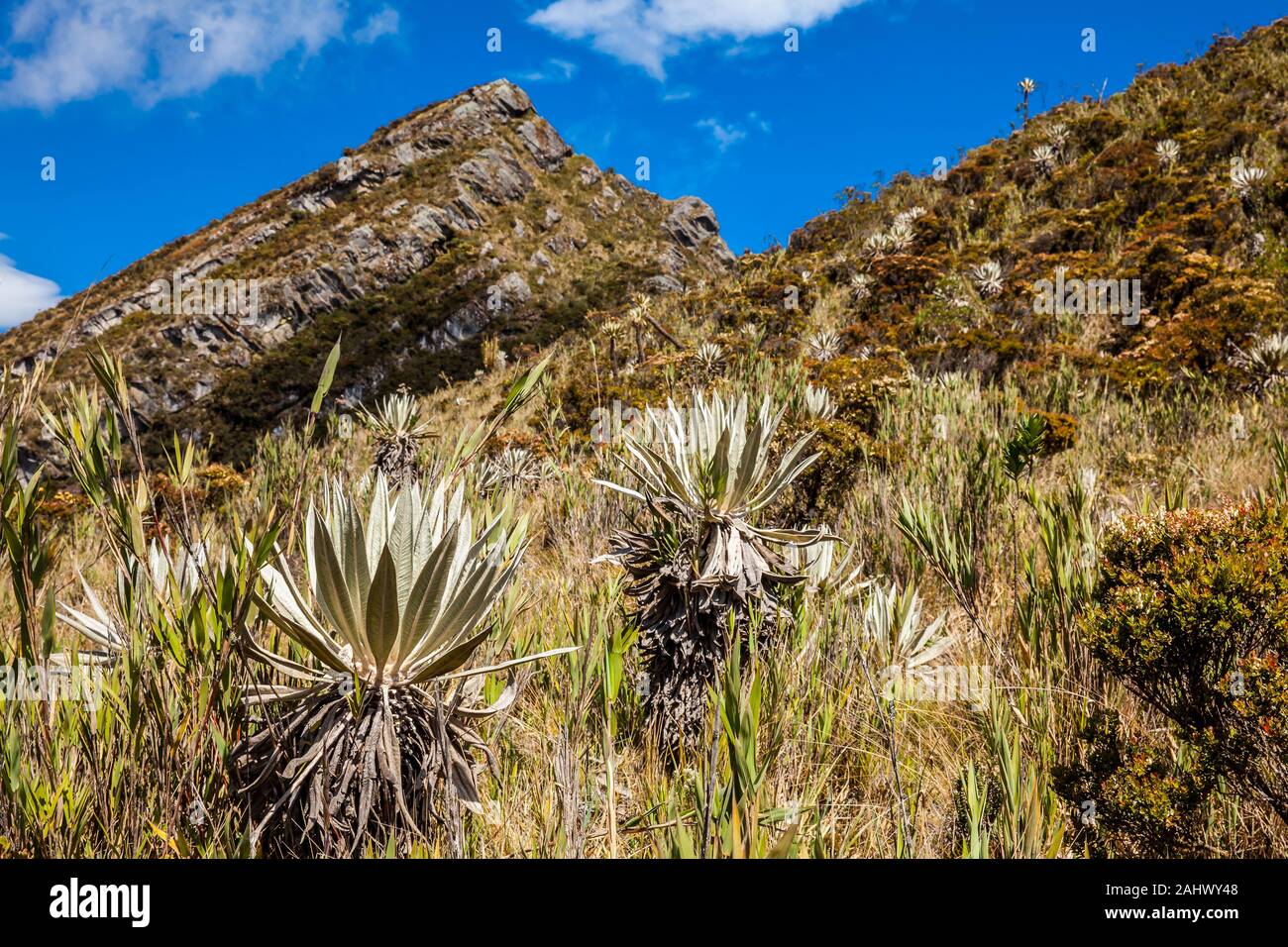 Beautiful landscape of Colombian Andean mountains showing paramo type ...