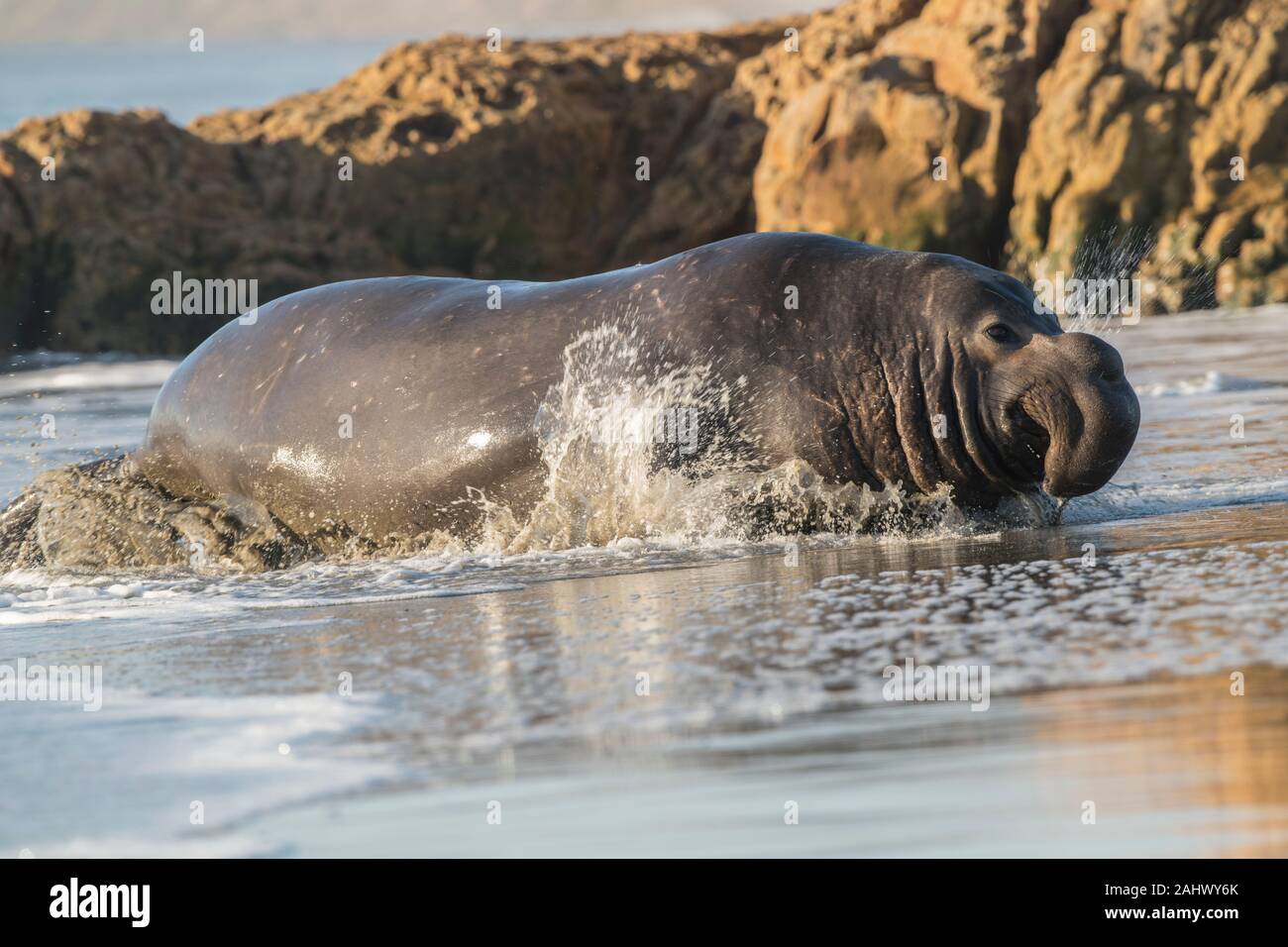 Bull Elephant Seal, Point Reyes, California Stock Photo - Alamy