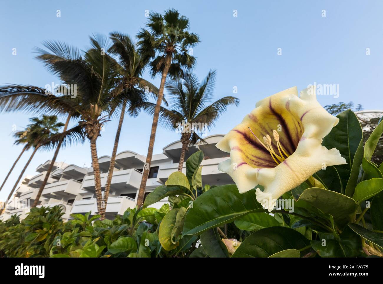 Flower and leaves of Solandra maxima, cup of gold vine, golden chalice ...