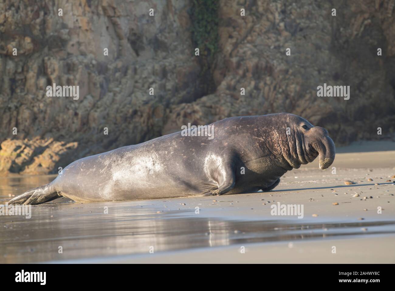 Bull Elephant Seal, Point Reyes, California Stock Photo - Alamy