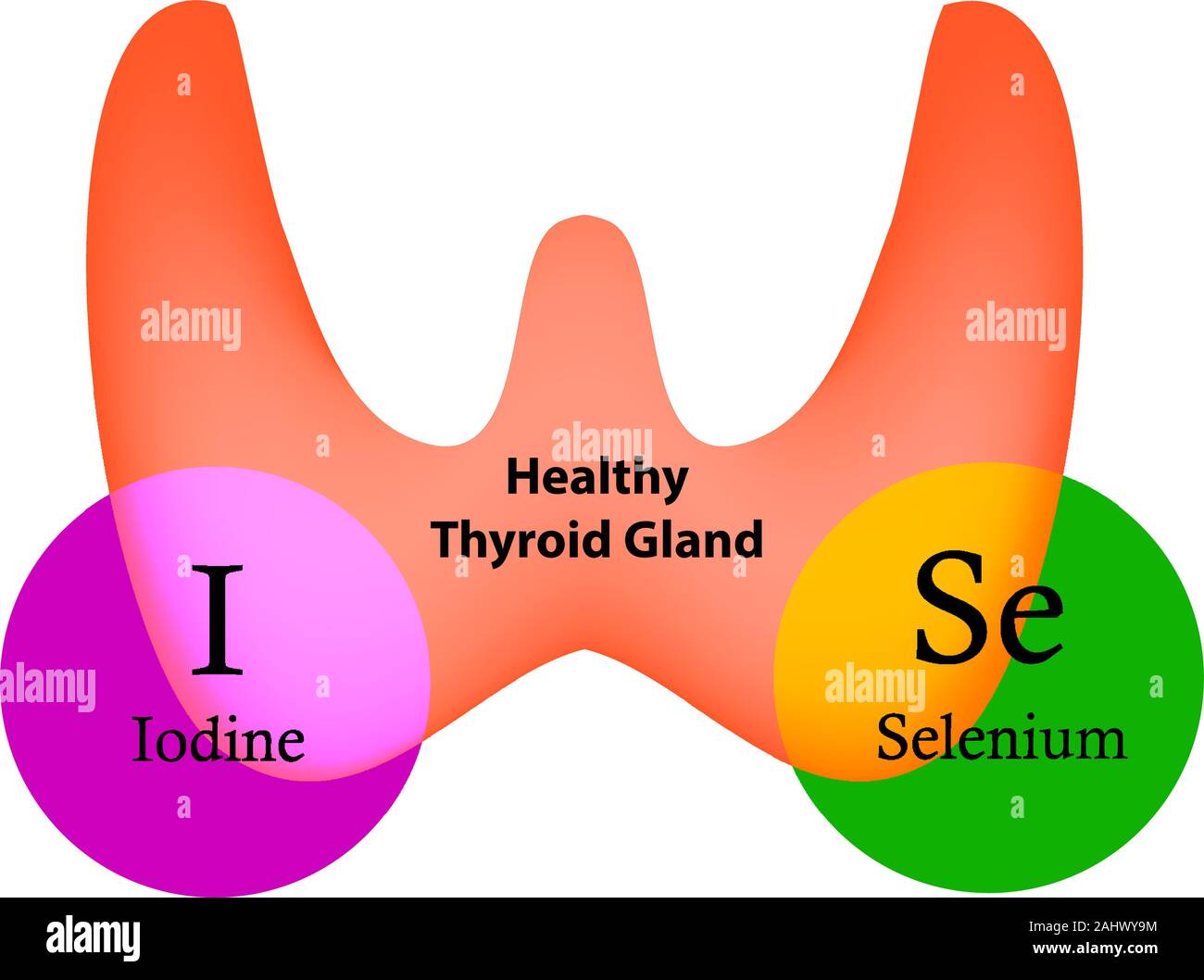 Selenium and Iodine are necessary for the normal functioning of the ... Selenium and Iodine are necessary for the normal functioning of the ...