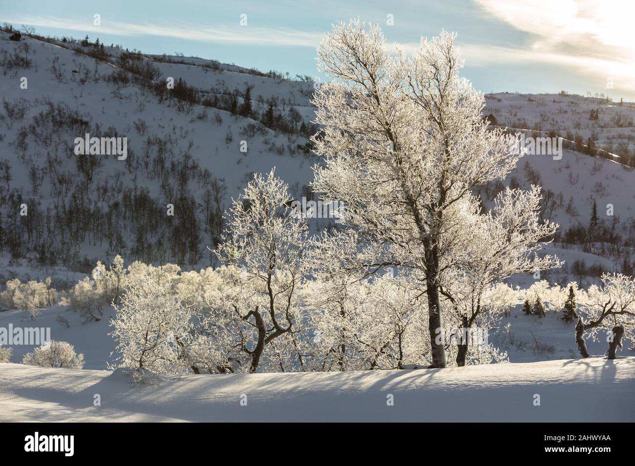 Backlit winter trees hi-res stock photography and images - Alamy