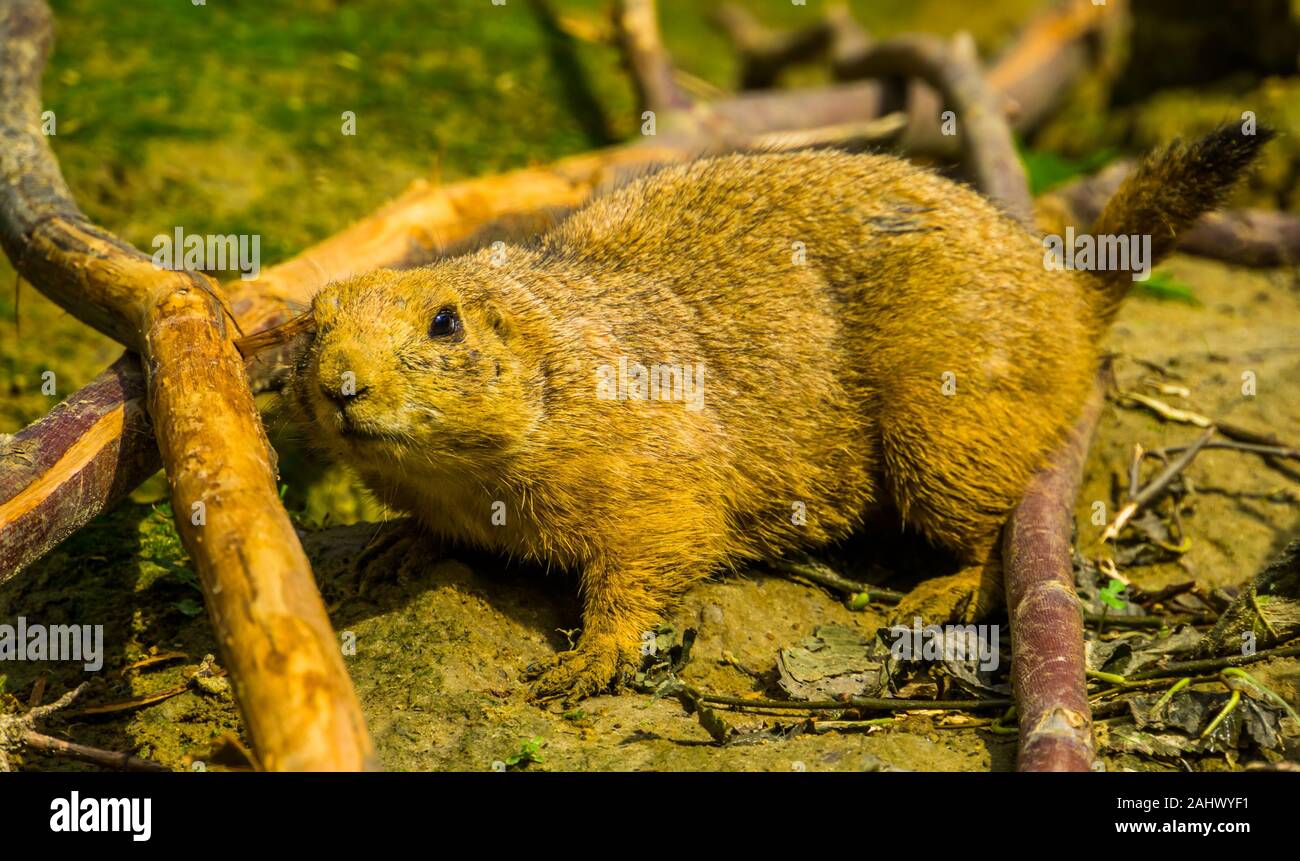 portrait of a black tailed prairie dog in closeup, adorable popular pet ...