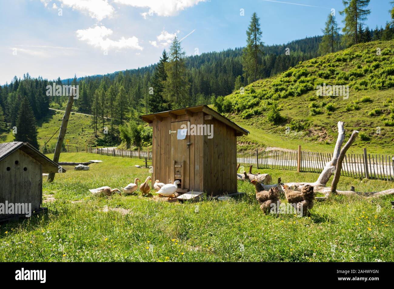 Chicken and geese grazing grass outdoor on a farm Stock Photo - Alamy