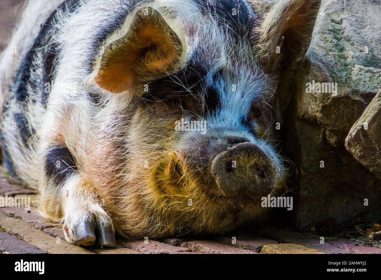 Pig At Zoo High Resolution Stock Photography and Images - Alamy