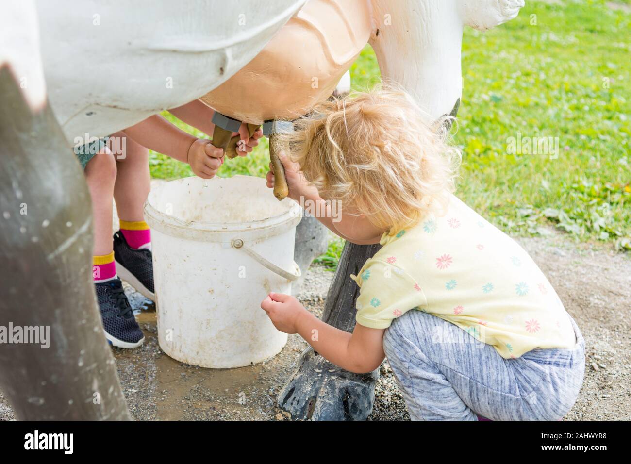 Cute blonde girl learning how to milk a cow on milking simulator Stock ...