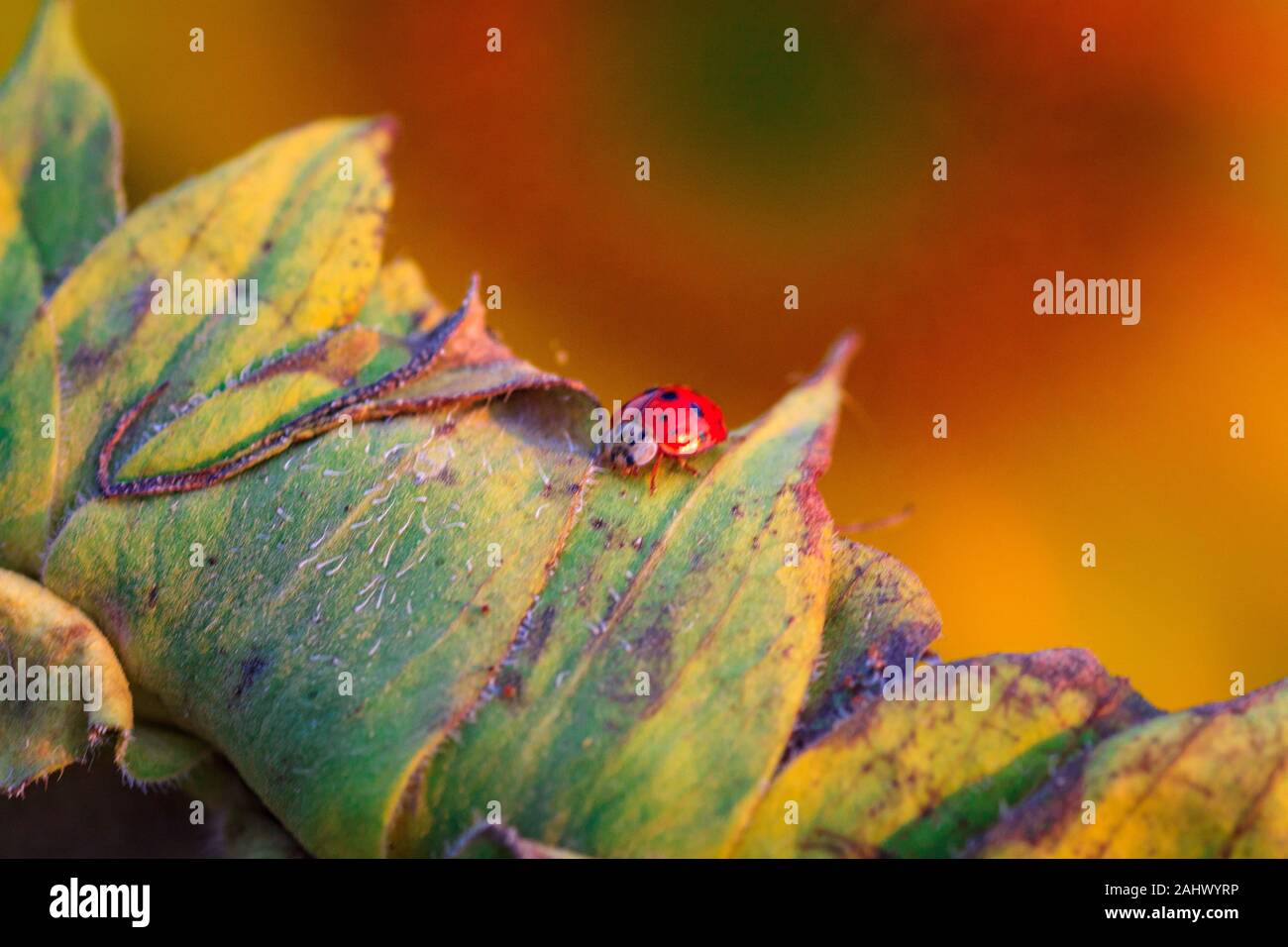 Macro of ladybug on a blade of grass in the morning sun Ladybug - bug ...