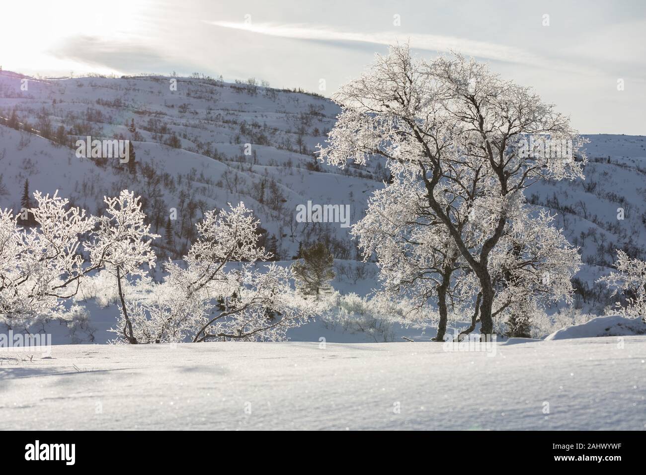 Birch trees, Betula pubescens, in backlit snowy winter mountain ...