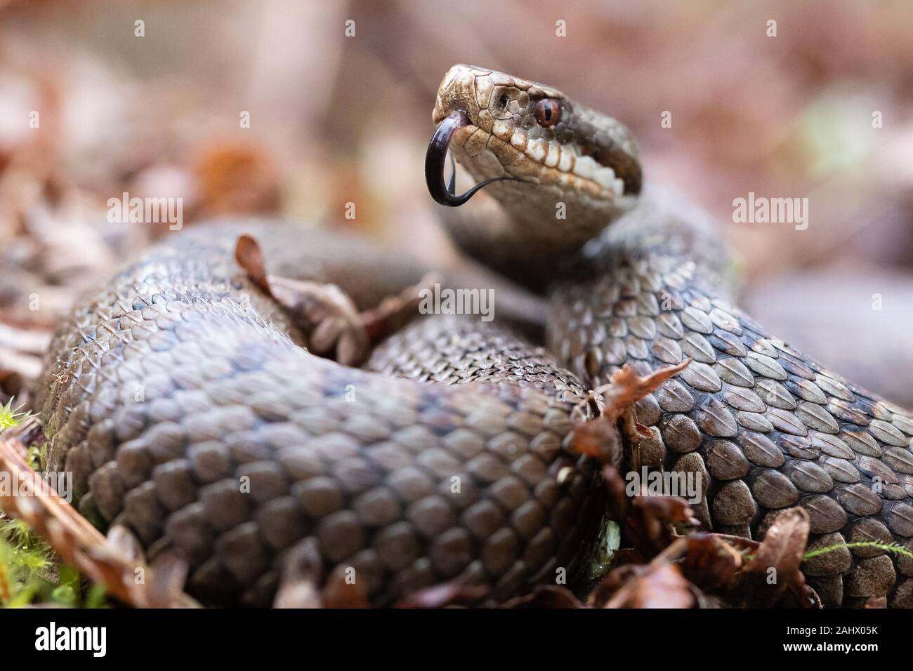 Adder scotland hi-res stock photography and images - Alamy