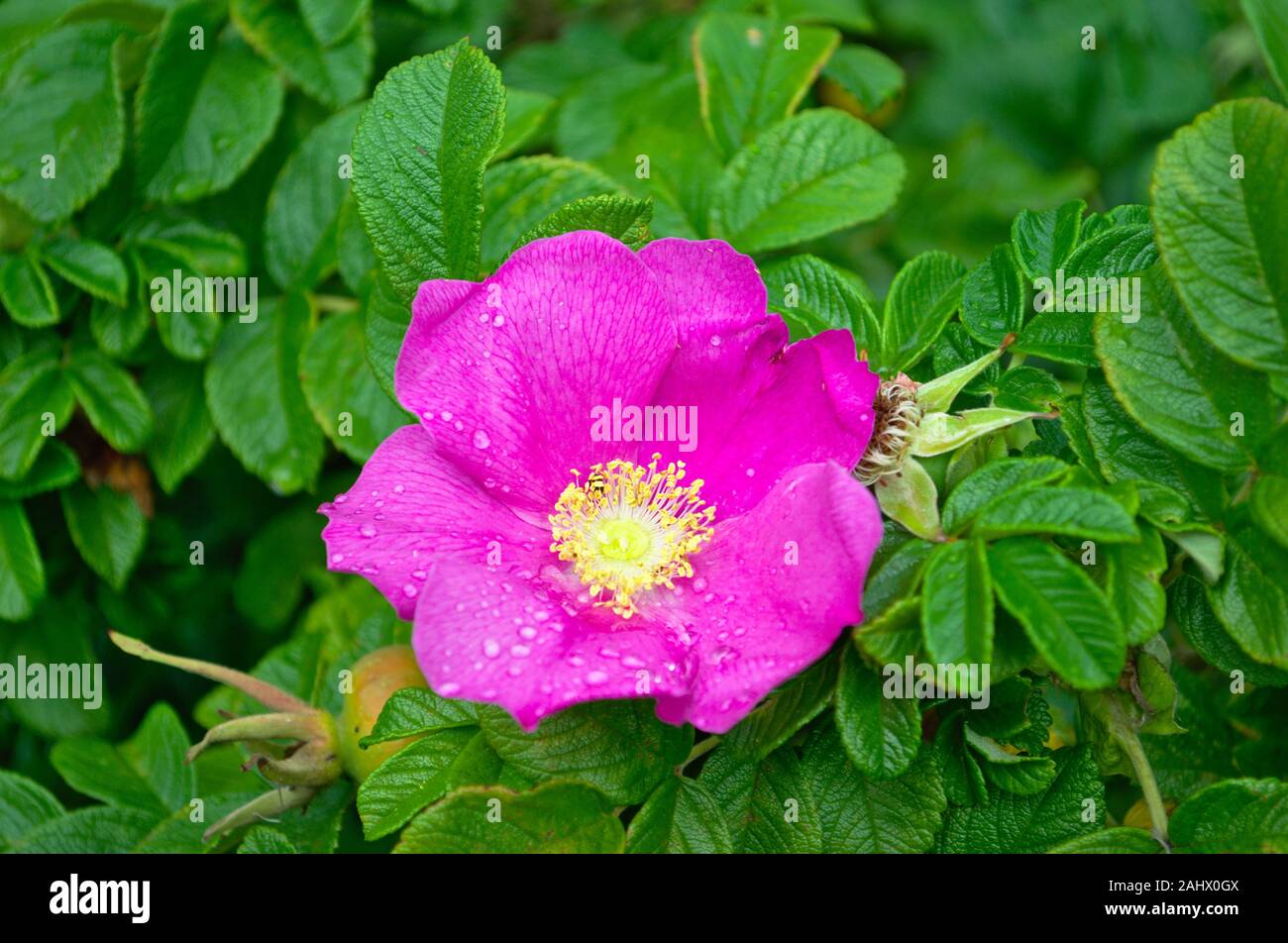 Wild rose in nature. Pink wild rose with green leaves on the branch ...