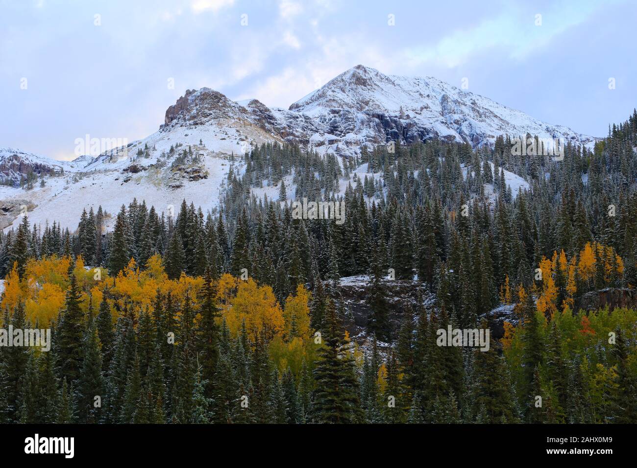 Aspen leaf snow hi-res stock photography and images - Alamy