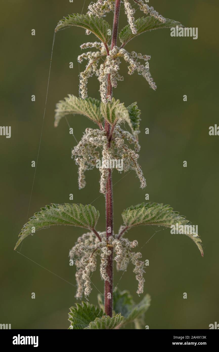 Nettle rash hi-res stock photography and images - Alamy