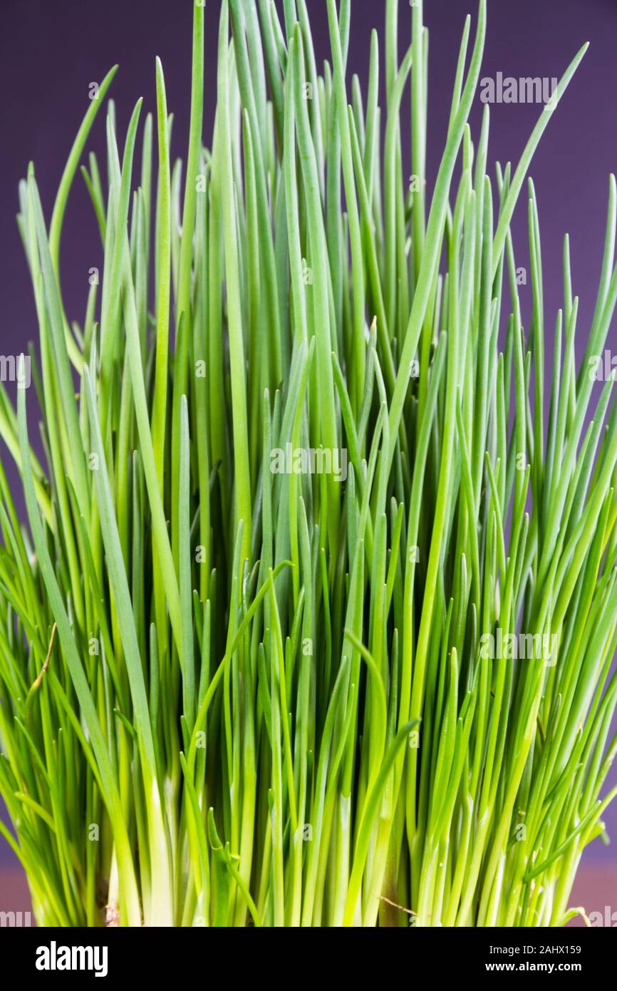 Green chive hi-res stock photography and images - Alamy