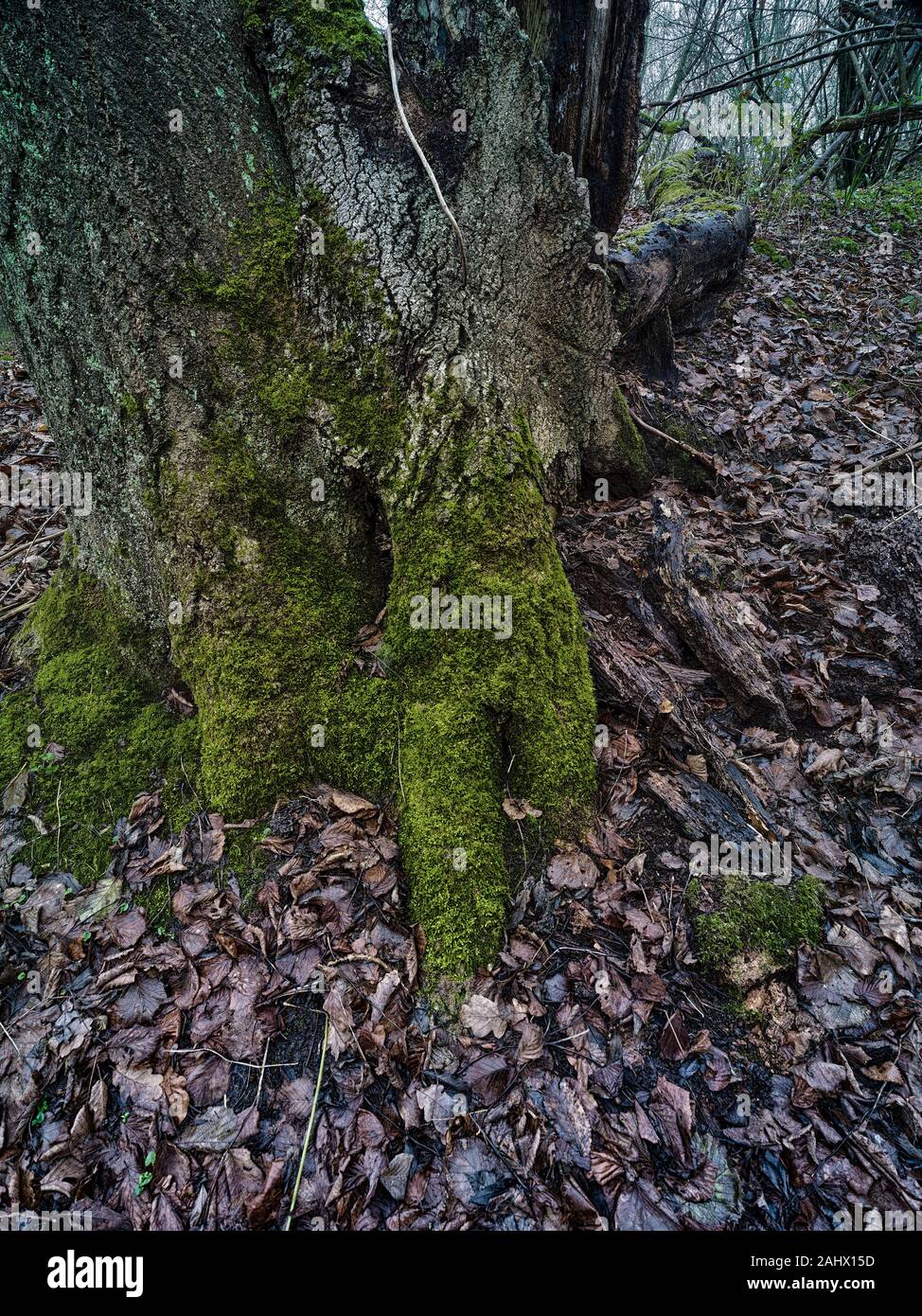 Natures random pattern illustrated by tangled roots and tree trunks ...