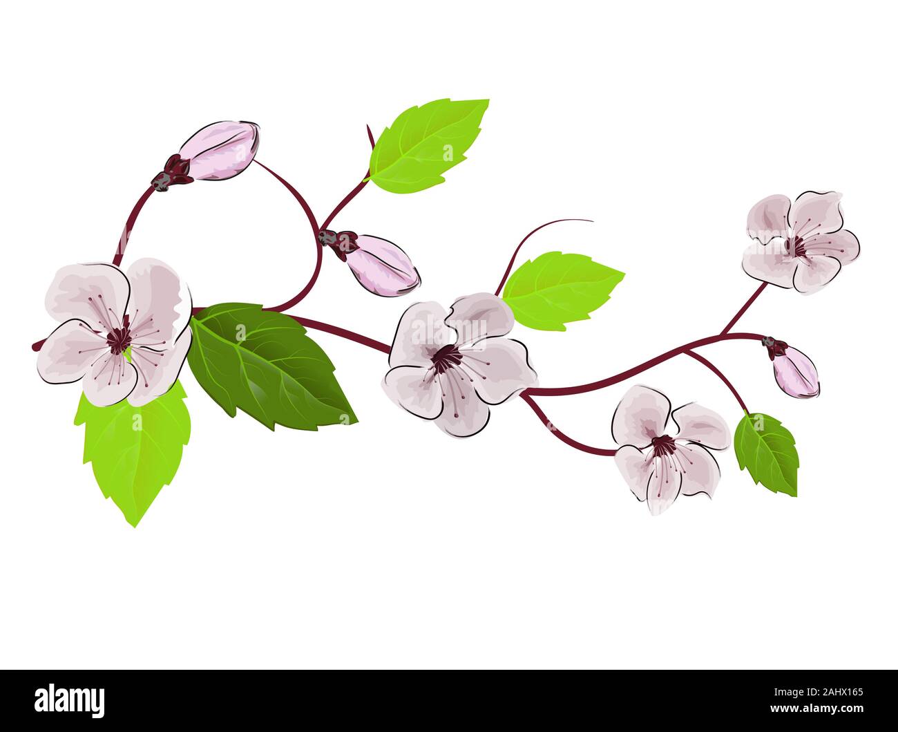 Cherry Blossom Branch Vector
