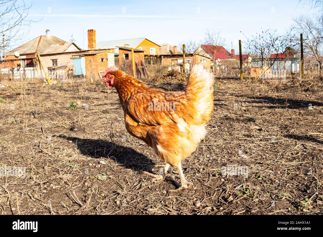 Hen house empty hi-res stock photography and images - Alamy
