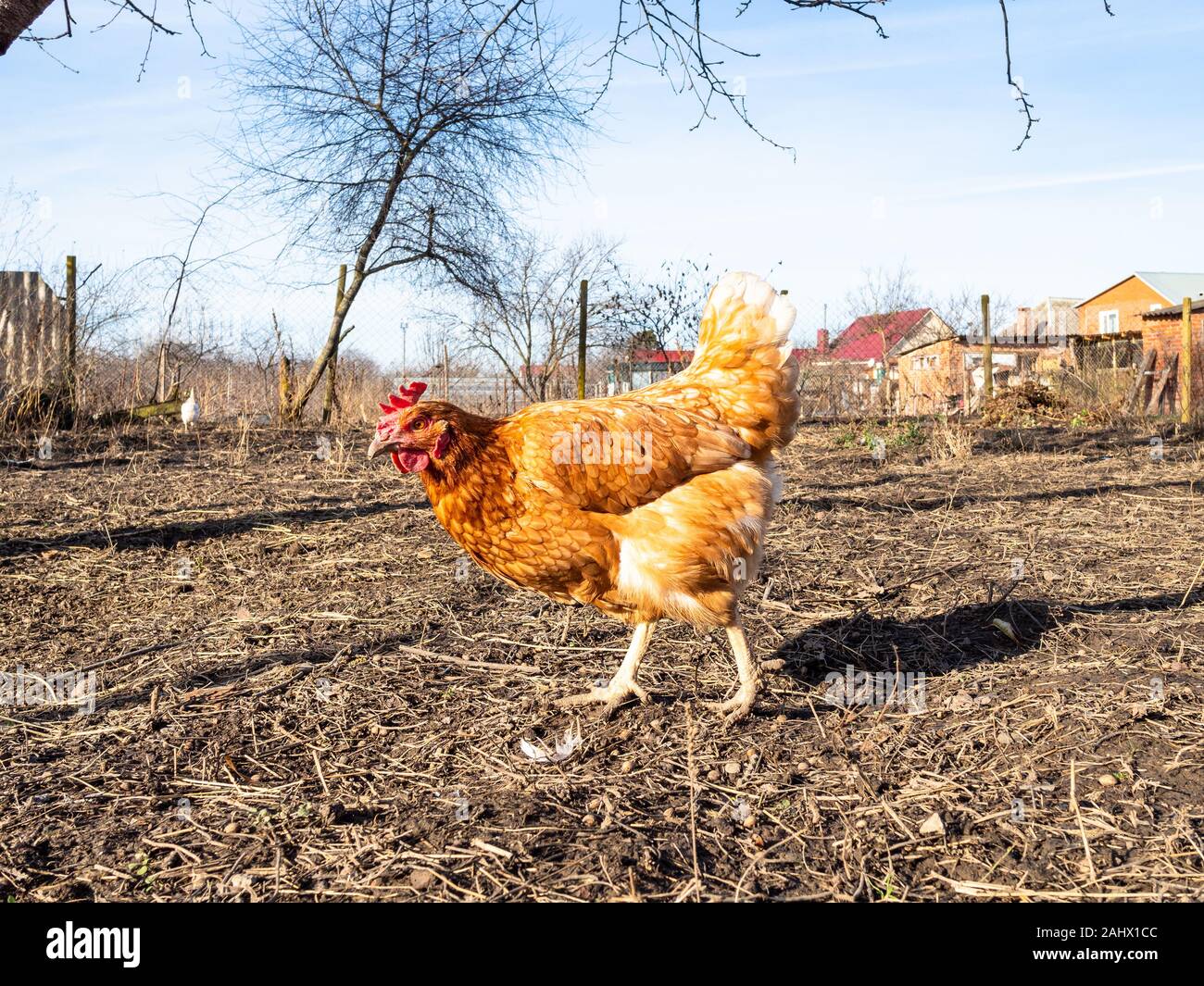 Chicken run country hi-res stock photography and images - Alamy