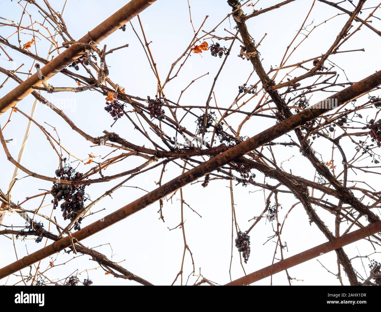 Sun dried grapes hi-res stock photography and images - Alamy