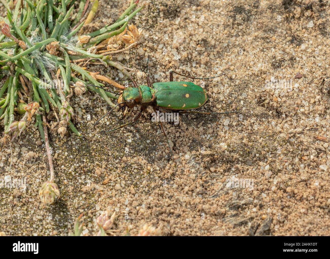 Predator beetle hi-res stock photography and images - Alamy