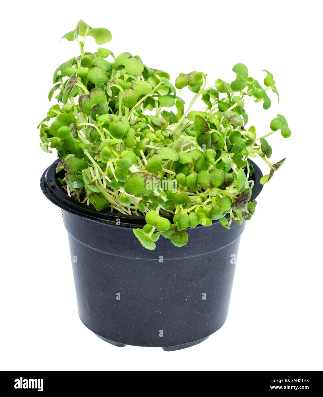 fresh green mustard cress in pot cutout on white background Stock Photo ...