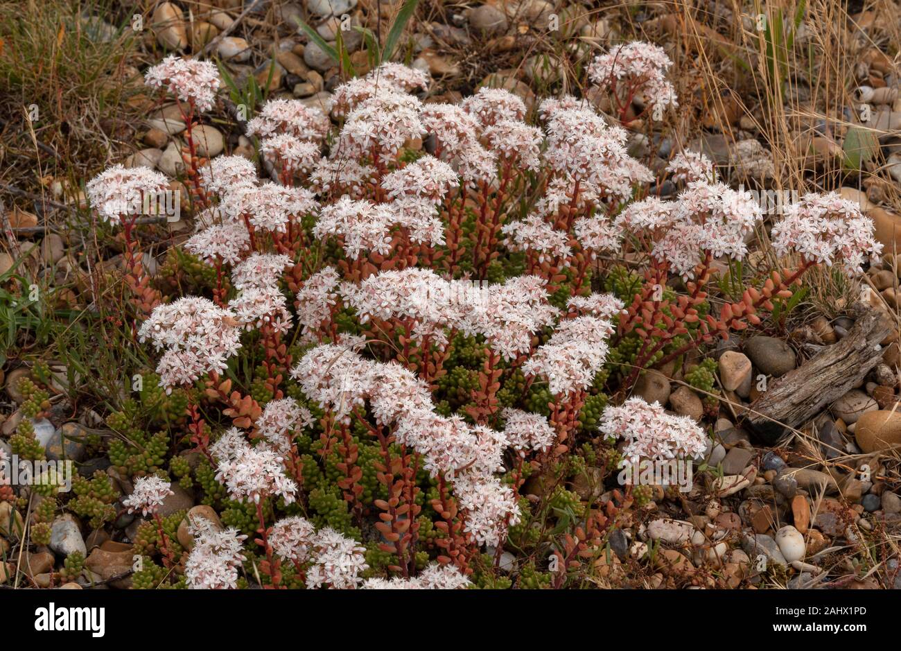 White stonecrop sedum album flowering hi-res stock photography and ...