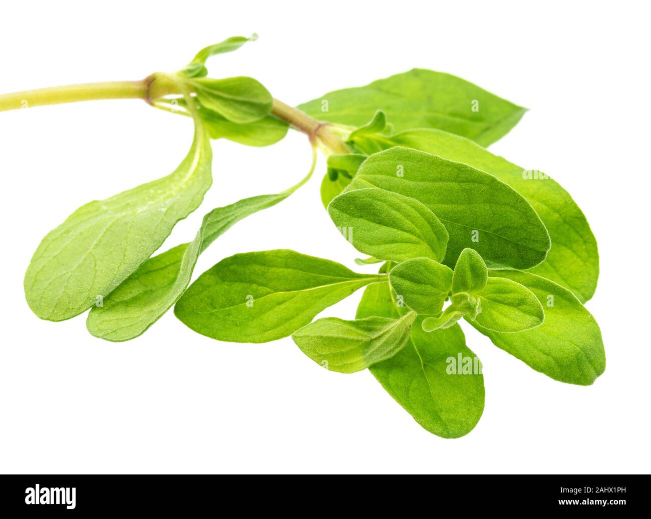 leaves of fresh marjoram (Origanum majorana) herb cutout on white ...