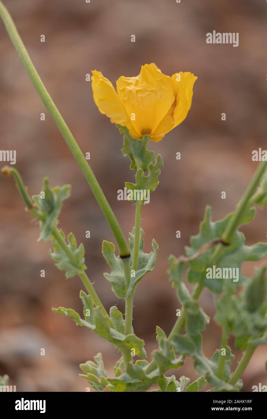 Yellow Horned Poppy, Glaucium flavum, in flower and fruit on shingle ...