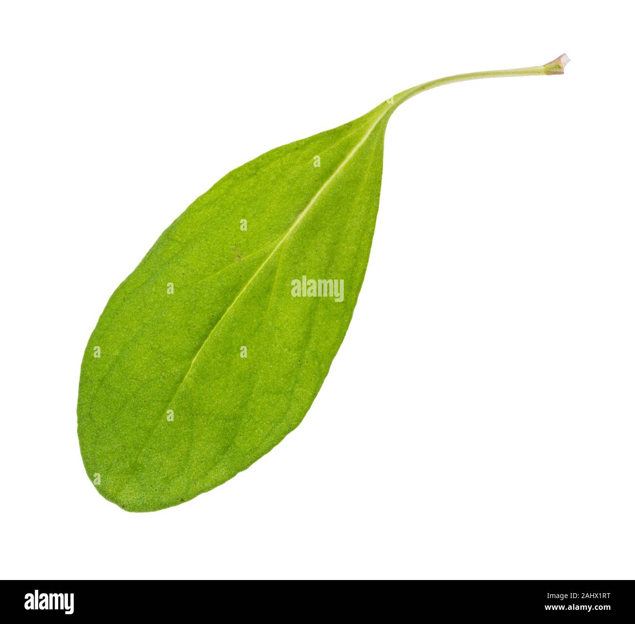 leaf of fresh marjoram (Origanum majorana) herb cutout on white ...