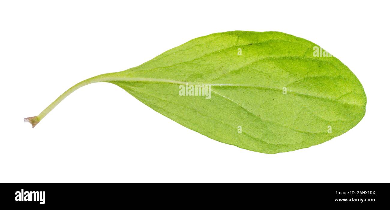 green leaf of marjoram (Origanum majorana) herb cutout on white ...