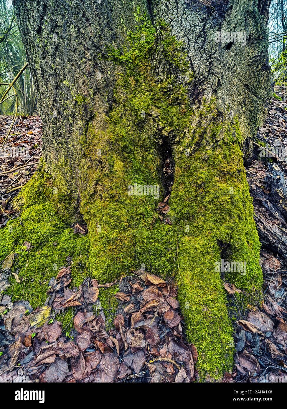 Natures random pattern illustrated by tangled roots and tree trunks ...