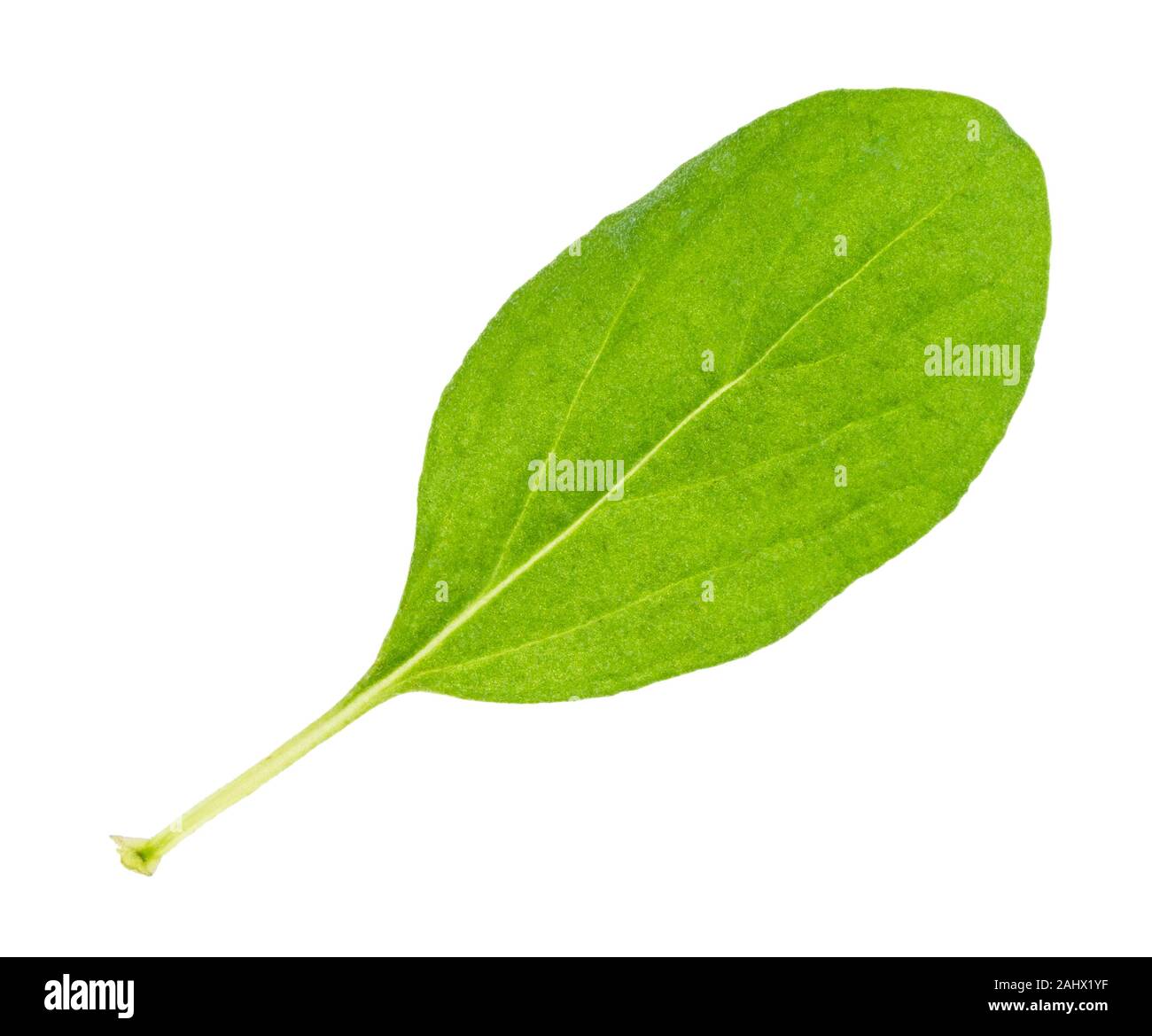 leaf of fresh marjoram (Origanum majorana) grass cutout on white ...