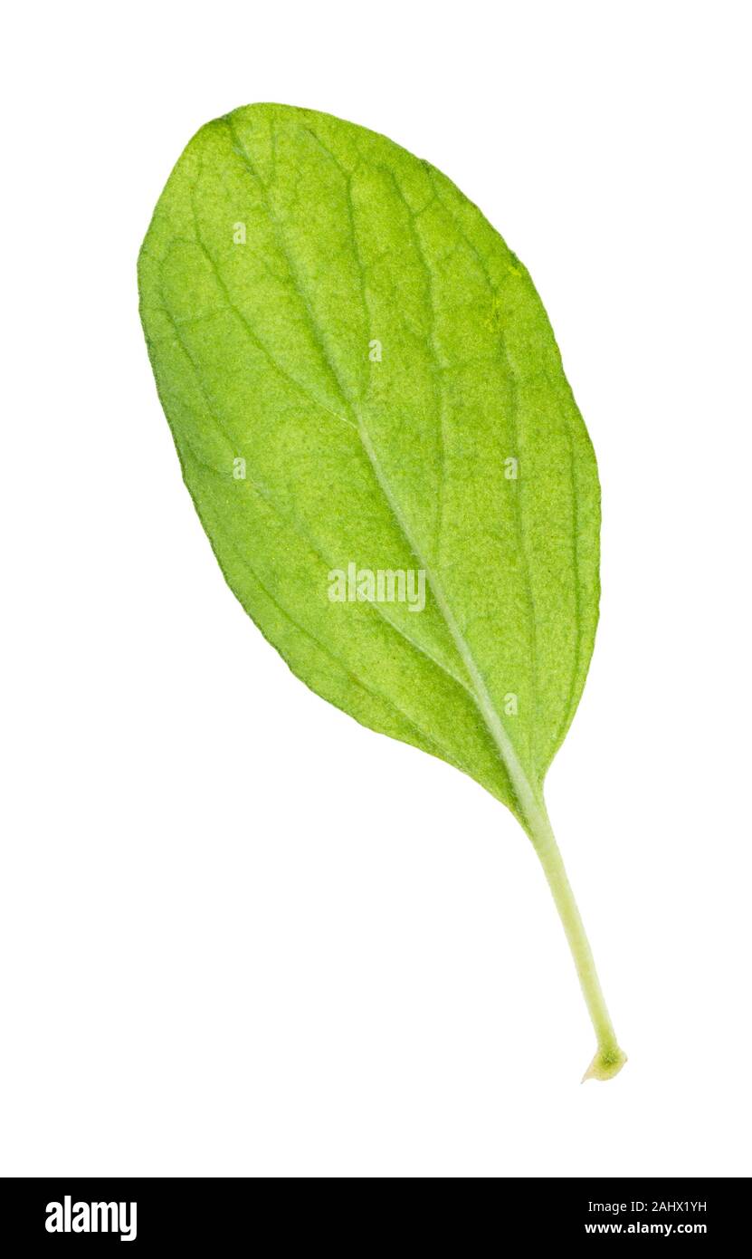green leaf of marjoram (Origanum majorana) grass cutout on white ...