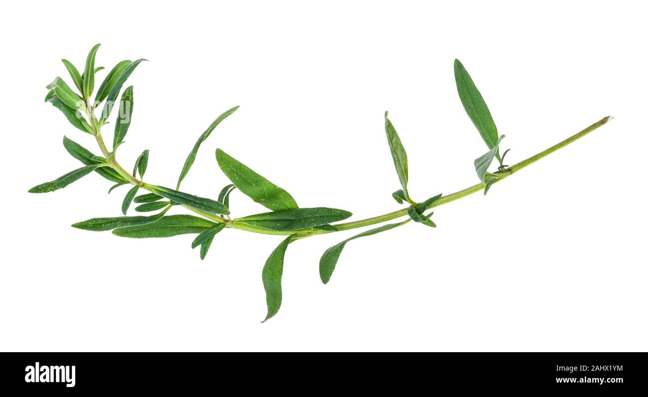 single twig of fresh hyssop (hyssopus) herb cutout on white background ...