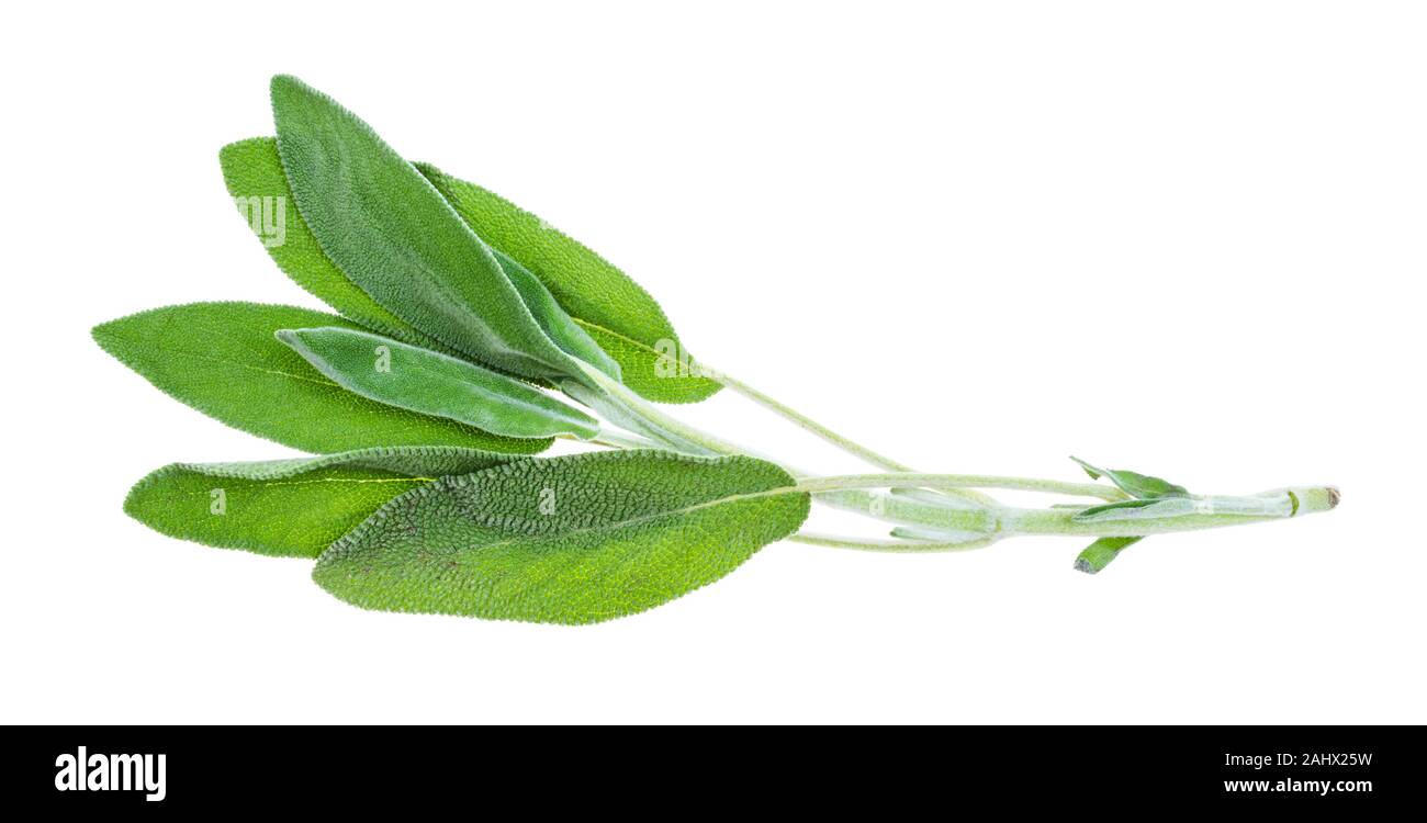 green twig of sage (salvia officinalis) grass cutout on white ...