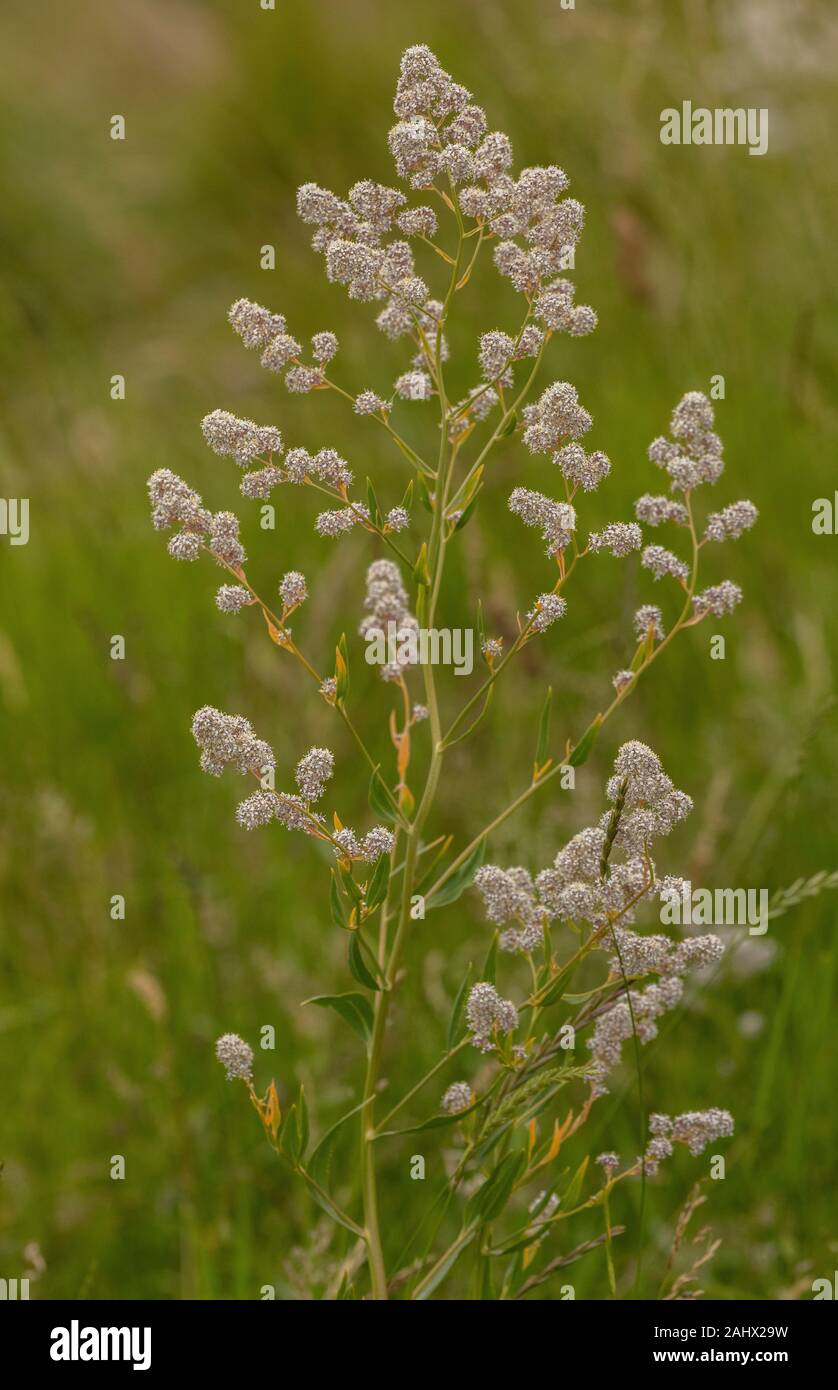 Dittander, Lepidium latifolium, in flower in coastal marshes, Suffolk ...