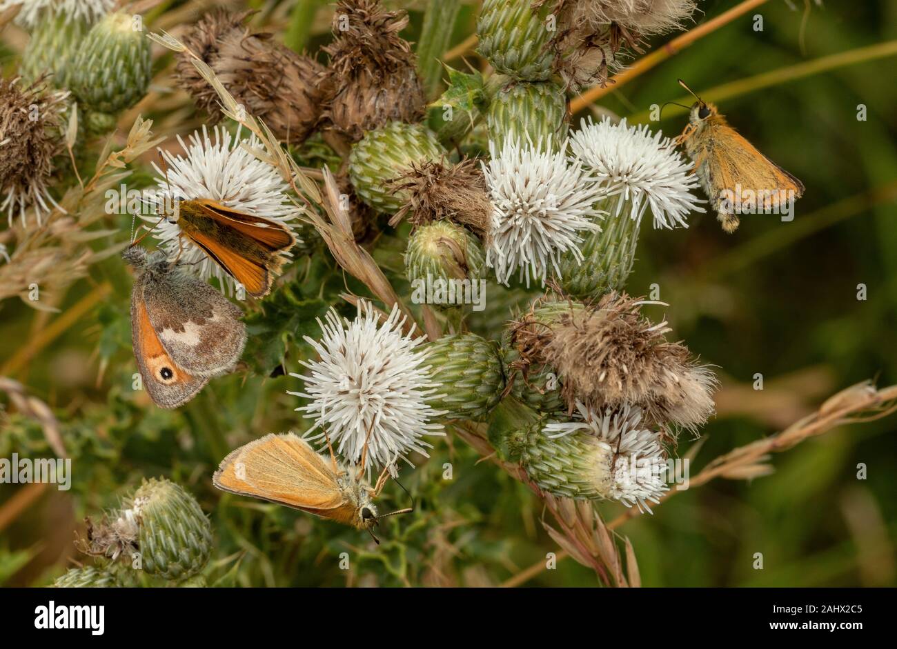 Small plant feeding insects hi-res stock photography and images - Alamy