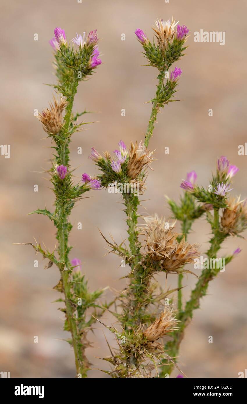 Slender Thistle, Carduus tenuiflorus in flower and fruit on coastal ...