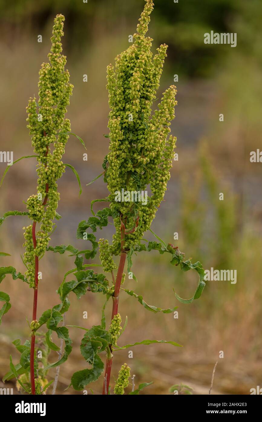 Curled Dock, Rumex crispus in flower and fruit, on shingle, Suffolk ...