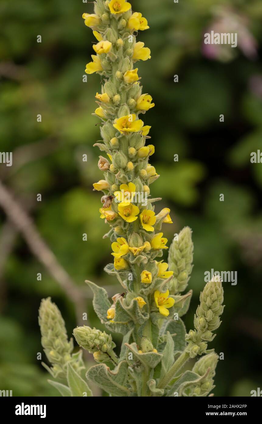 Spike inflorescence hi-res stock photography and images - Alamy