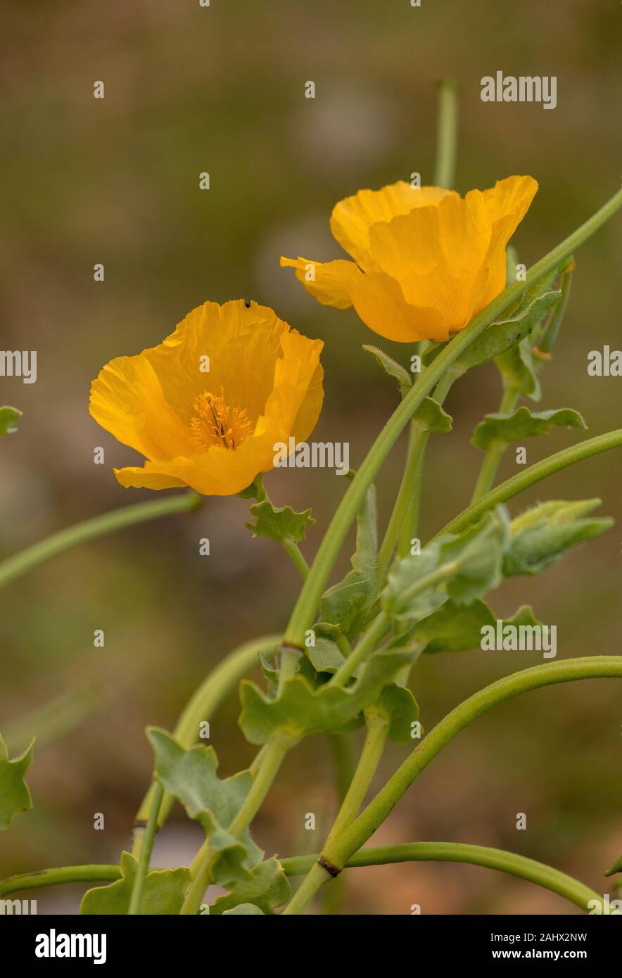 Yellow Horned Poppy, Glaucium flavum, in flower and fruit on shingle ...