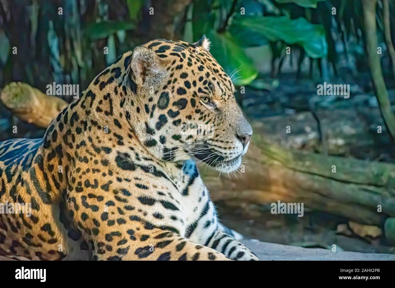 Jaguar big cat hi-res stock photography and images - Alamy