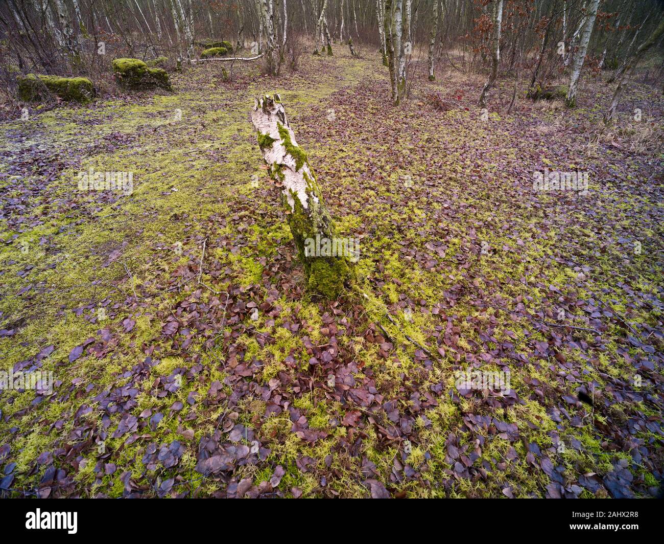 Intimate natural landscape of cut tree stump in foreground of woodland ...